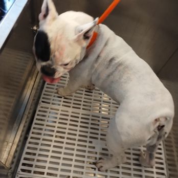 VIP Dogs Fast Grooming – Pet Grooming Lake Forest, CA