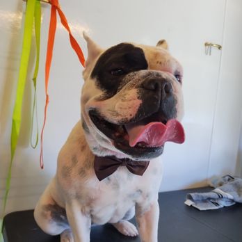 VIP Dogs Fast Grooming – Pet Grooming Lake Forest, CA