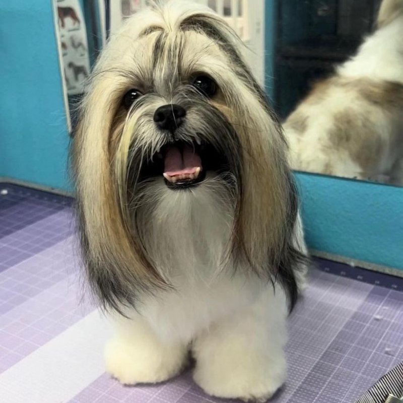 VIP Dogs Fast Grooming – Pet Grooming Lake Forest, CA