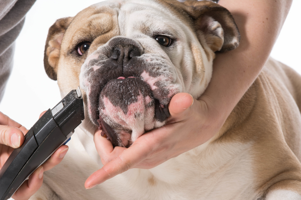 VIP Dogs Fast Grooming – Pet Grooming Lake Forest, CA